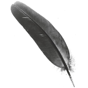 Man Ray | RAYOGRAPH (FEATHER) | MutualArt