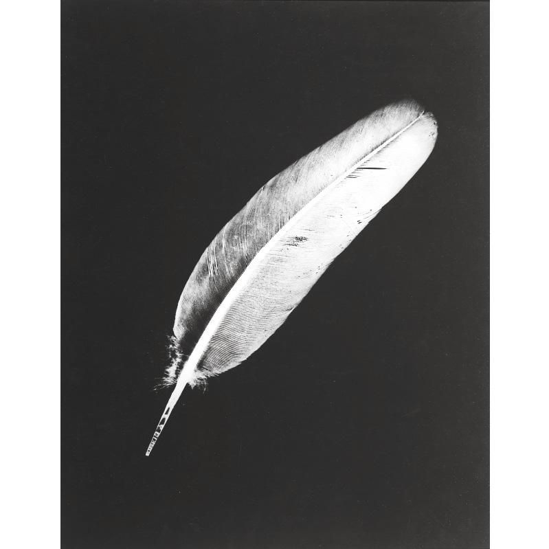 Man Ray | RAYOGRAPH (FEATHER) | MutualArt