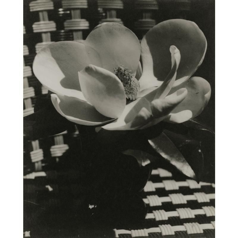 Man Ray | MAGNOLIA BLOSSOM | MutualArt
