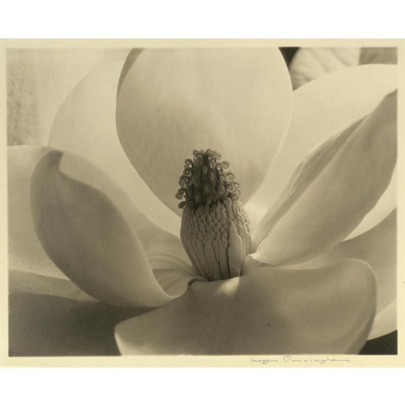 Cunningham, Imogen | 621 Artworks | MutualArt