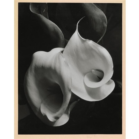 Cunningham, Imogen | 621 Artworks | MutualArt