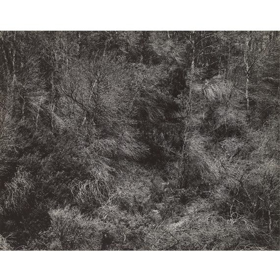 Callahan Harry | multiple exposure, tree, chicago | MutualArt