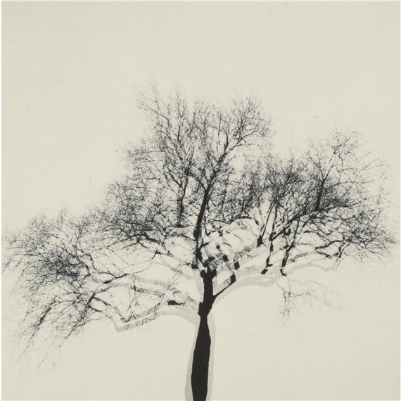 Harry Callahan | multiple exposure, tree, chicago | MutualArt