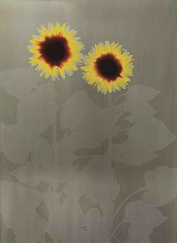 Adam Fuss | UNTITLED, (TWO SUNFLOWERS) | MutualArt
