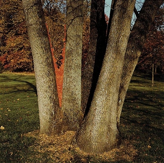 Goldsworthy Andy | MAPLE LEAVES | MutualArt