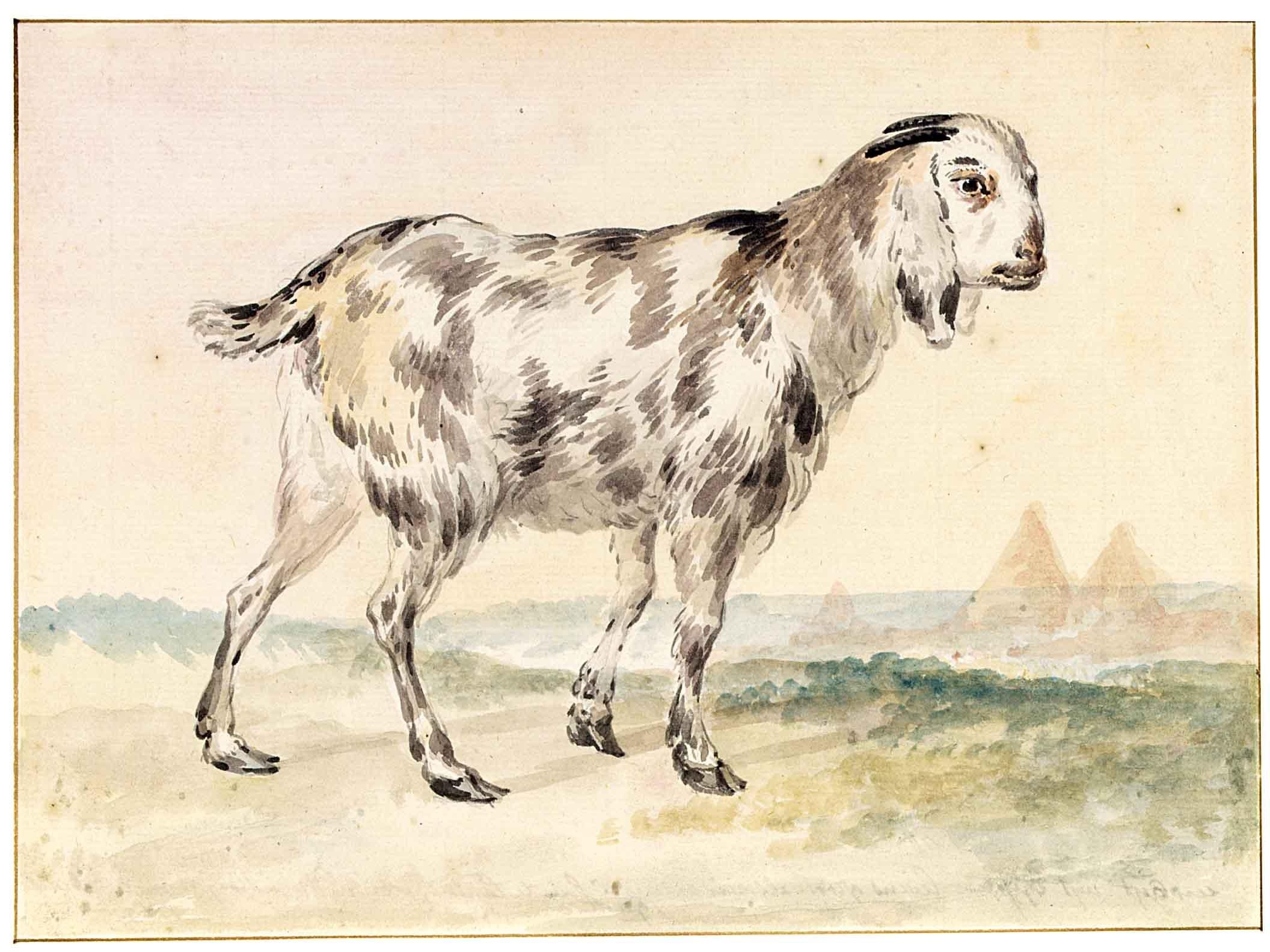 Aert Schouman | AN EGYPTIAN GOAT | MutualArt