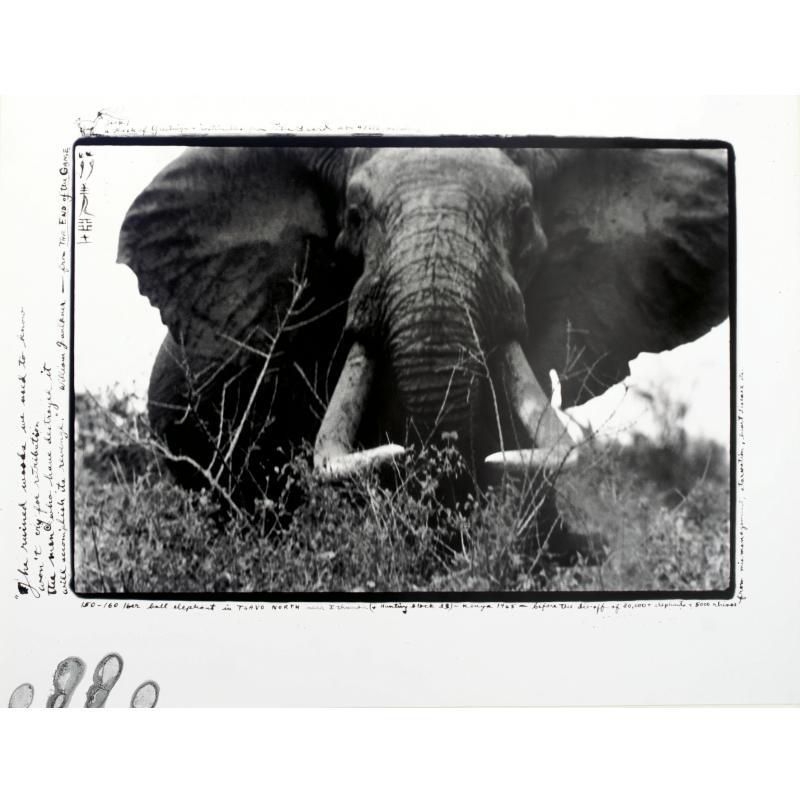Peter Beard | '150-160 LBER BULL ELEPHANT IN TSAVO NORTH NEAR ITHUMBA ...