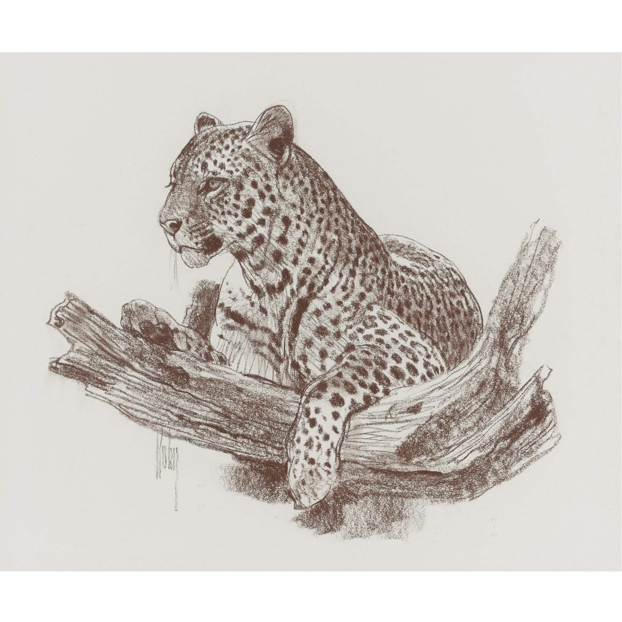 Leopard In A Tree Drawing