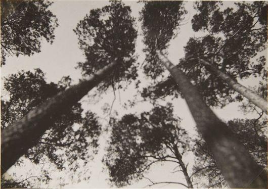 Iwao Yamawaki | Trees from below (1930s) | MutualArt