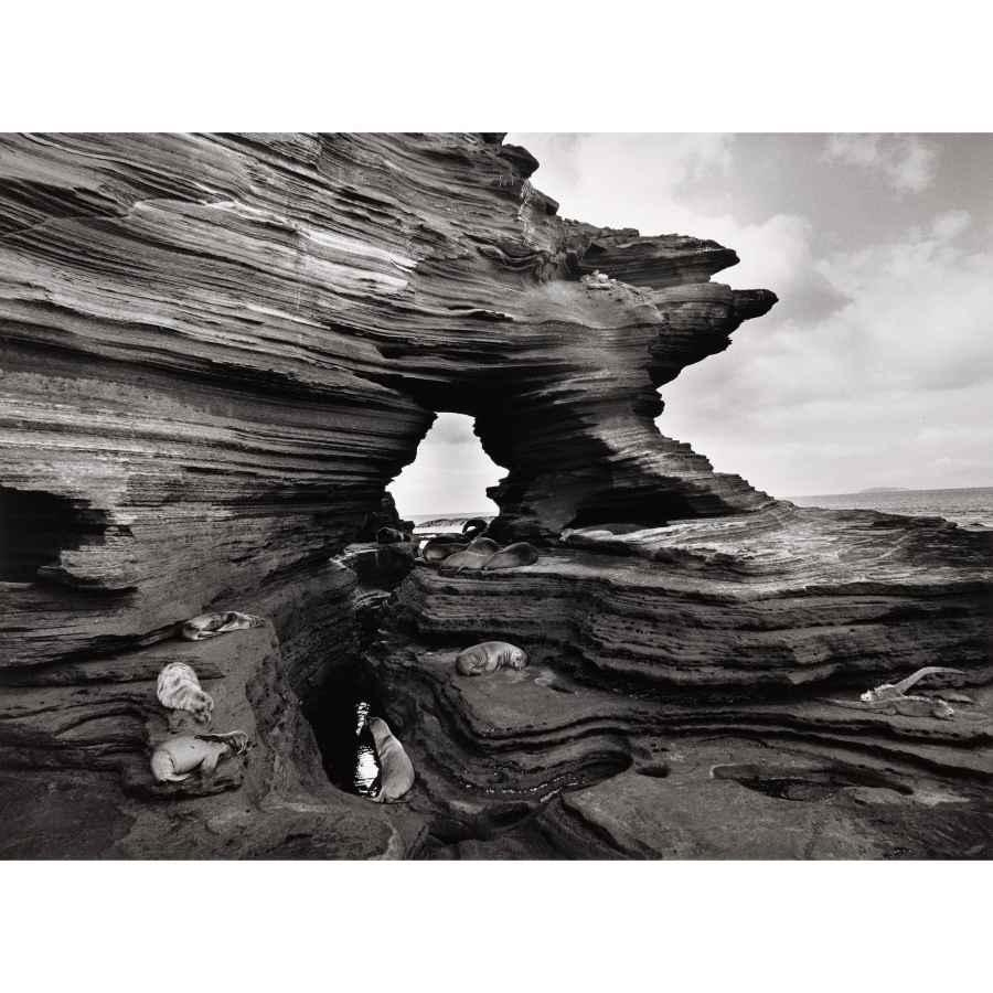 Sebastião Salgado | SEA LIONS AT PERTO EGAS IN JAMES BAY, SANTIAGO ...