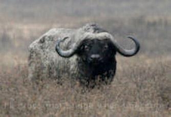 Bert Rodriguez | 2 Artworks | MutualArt