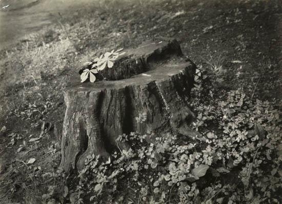 Josef Sudek | Mionsi Forest (1952) | MutualArt