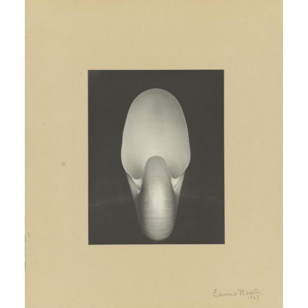 Edward Weston | NAUTILUS (1927) | MutualArt