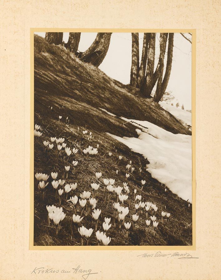 Albert Steiner | KROKUS AM HANG CROCUS AT THE SLOPE | MutualArt