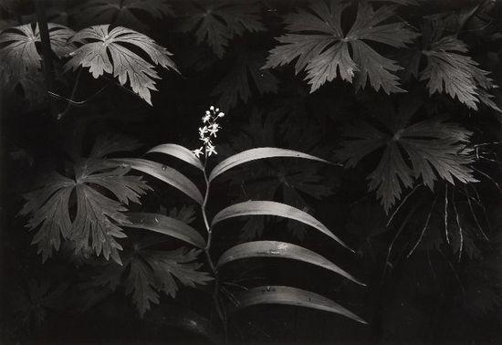 Bruce Barnbaum | Snow Pattern and Slopes, Sierra Nevada Mountains (1982 ...