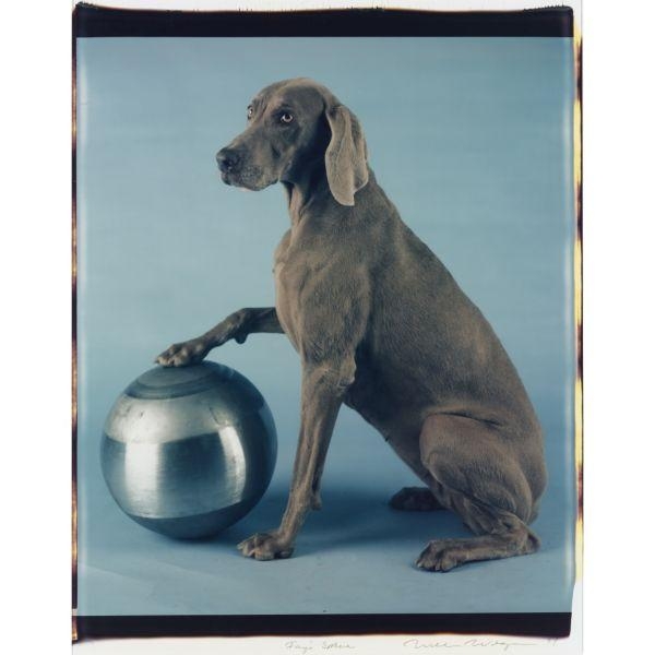 William Wegman | 'FAY'S SPHERE' (1994) | MutualArt