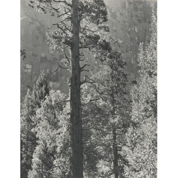 Ansel Adams | CEDAR TREE, CLIFFS, YOSEMITE VALLEY (1939) | MutualArt