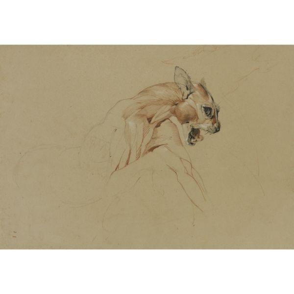 Edwin Landseer | ECORCHÉ DRAWING OF THE HEAD OF A CAT | MutualArt