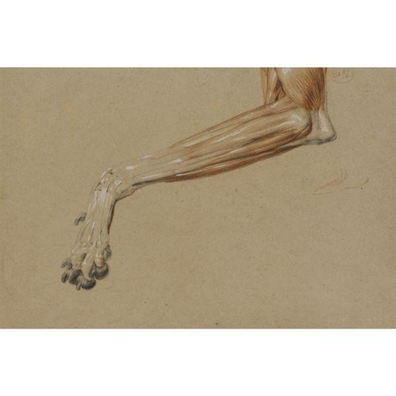 Edwin Landseer | ECORCHÉ DRAWING OF A DOG'S LEG | MutualArt