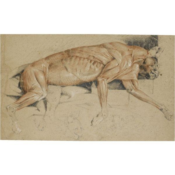 Edwin Landseer | ECORCHÉ DRAWING OF A CAT | MutualArt