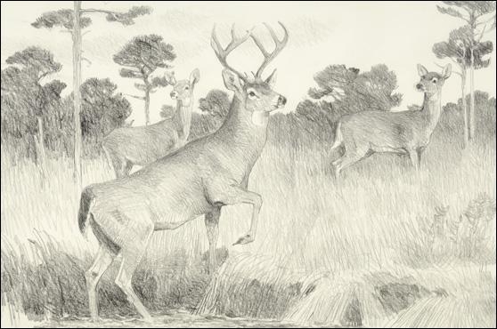 Whitetail Bucks Fighting Drawings