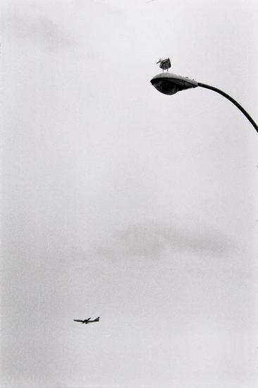Elliott Erwitt | New york city, coney island (1975) | MutualArt
