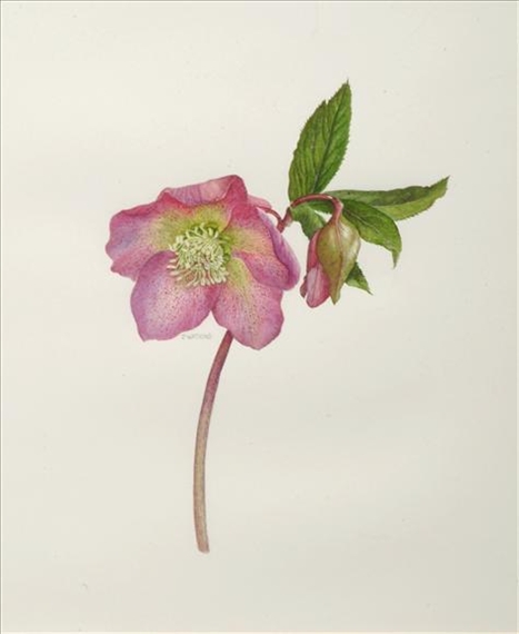 Jane Watkins | 35 Artworks | MutualArt