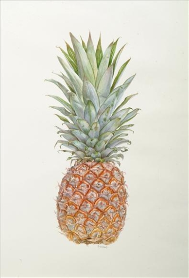 Jane Watkins | Pineapple | MutualArt