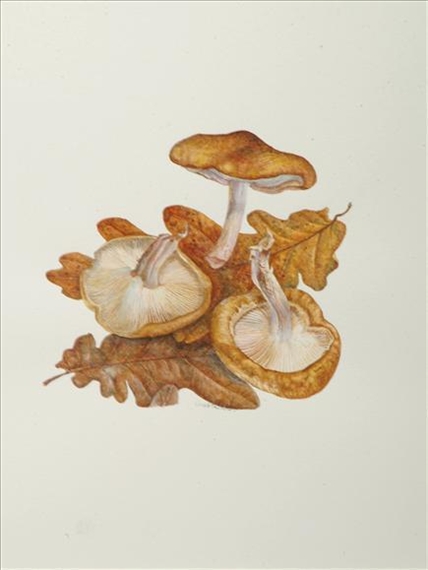 Jane Watkins | Mushrooms and oak leaves | MutualArt