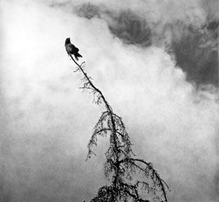 Anna Kaye | Artist Overview | MutualArt