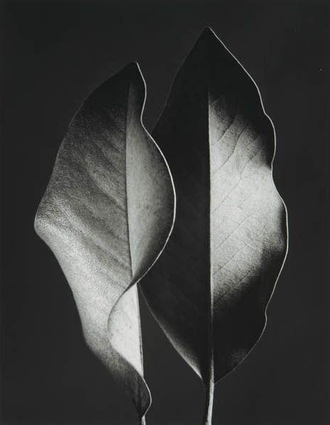 Ruth Bernhard | Within, 1969 | MutualArt