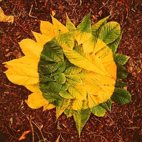 Andy Goldsworthy Art Leaves