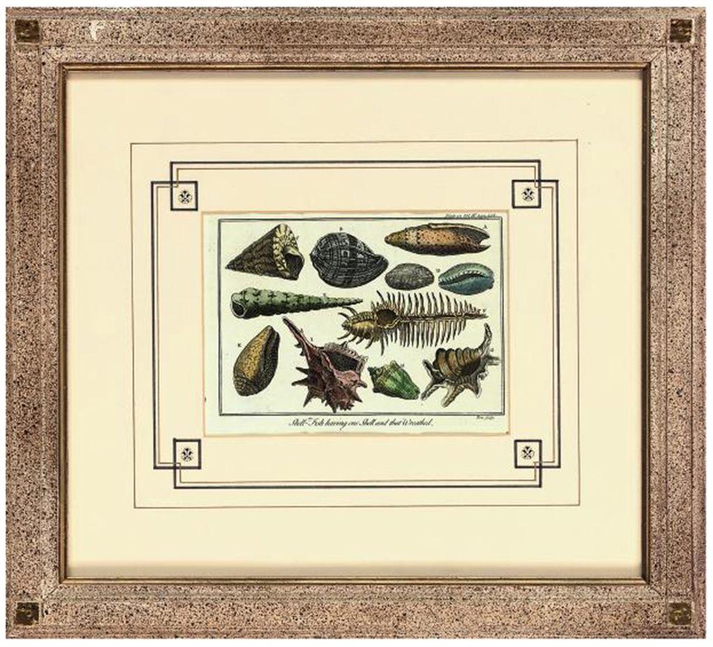 Unknown | A collection of Sea shell studies | MutualArt