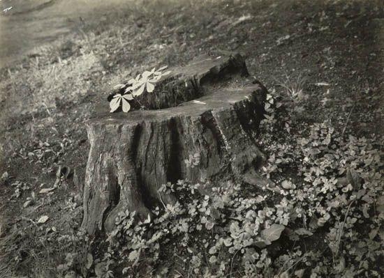 Josef Sudek | Stump of a Horse Chestnut Tree (from the series Arrival ...
