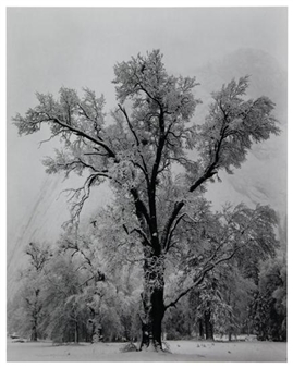 Ansel Adams | Oak Tree, Snowstorm, Yosemite National Park (1948 ...