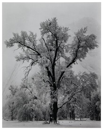 Ansel Adams | Oak Tree, Snowstorm, Yosemite National Park. (1948 ...