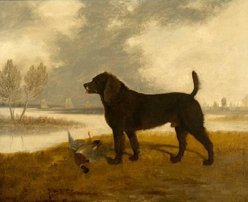 Edwin Cooper | Portrait of a water spaniel | MutualArt