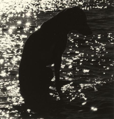 William Wegman | Man Ray Portfolio (Ten Photographs), 1974-1982 (1974 ...