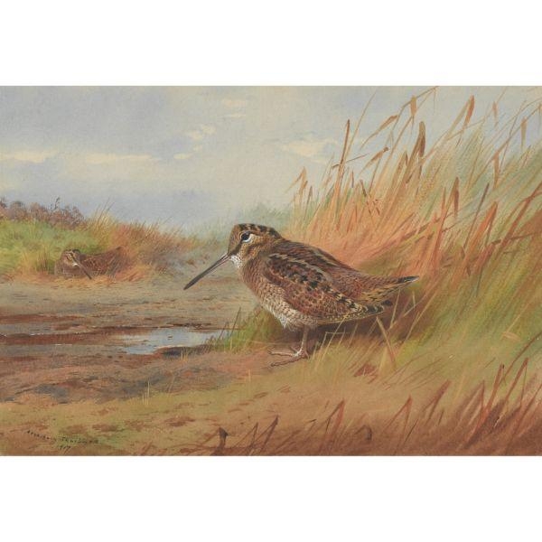 Archibald Thorburn | Jay (1917) | MutualArt