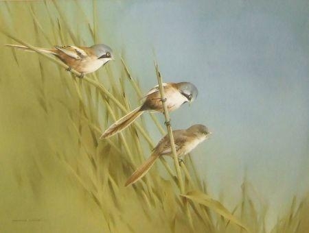 Raymond C. Watson | Bearded Tits | MutualArt