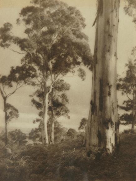 John Kauffmann | Untitled (Trees on the Coast) | MutualArt