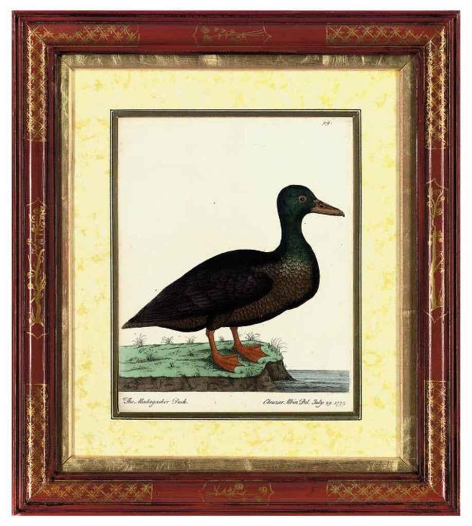 Eleazar Albin | 6 Works: The Madagasker Duck ; The Sea Pheasant or ...
