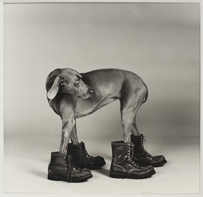 William Wegman | Untitled (Dog in Boots) (1988) | MutualArt