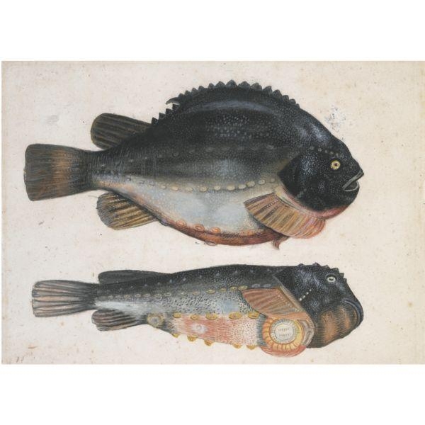 Dutch School, 17th Century | STUDIES OF TWO FISH (17th Century) | MutualArt