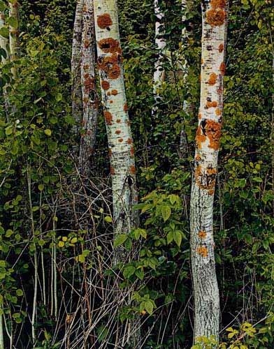 Eliot Porter | Trees portfolio (1959 - 1975) | MutualArt