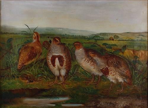 William Webster Hoare | A group of partridge in a landscape (1896 ...