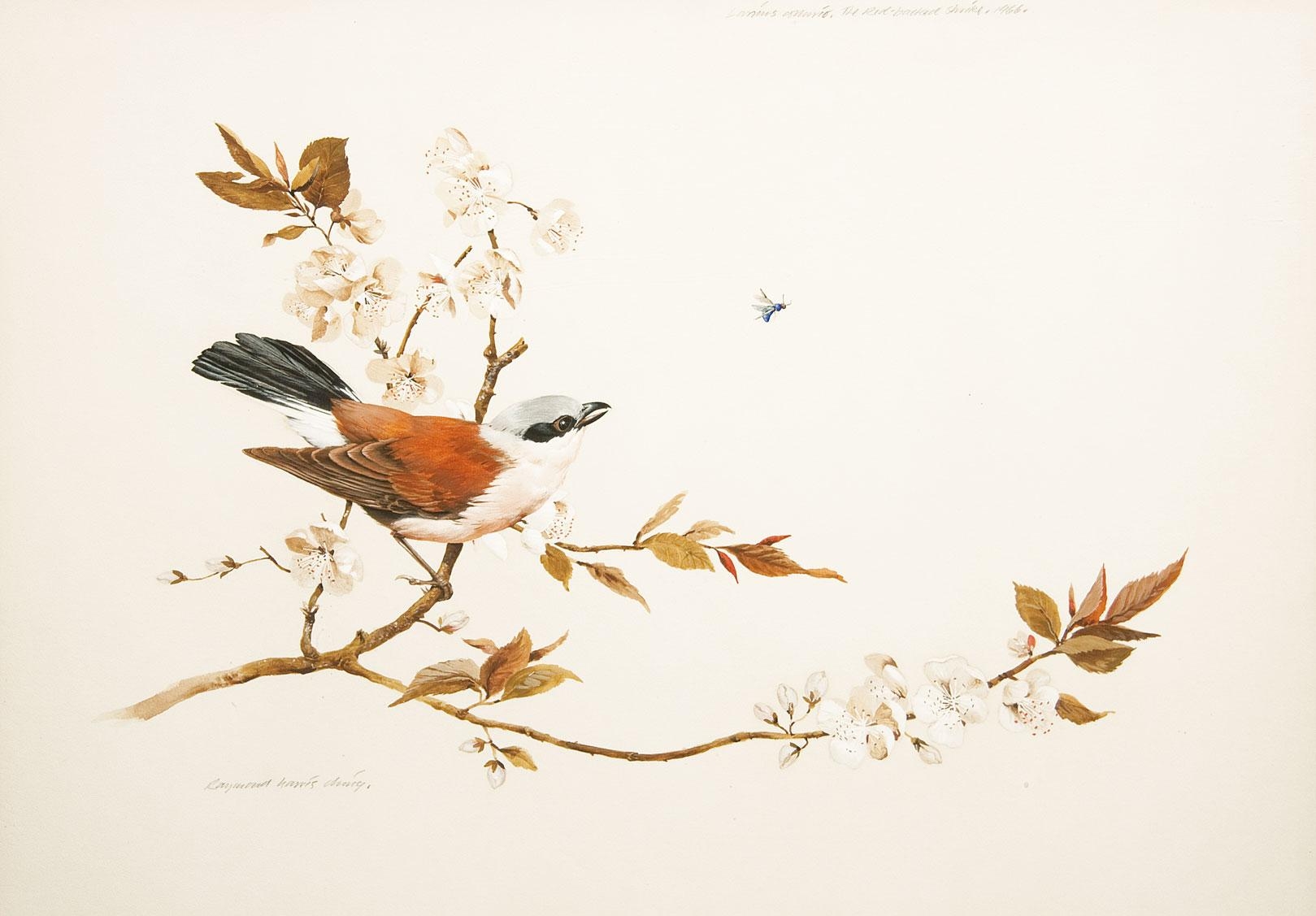 Raymond Harris Ching | Red Backed Shrike (1986) | MutualArt