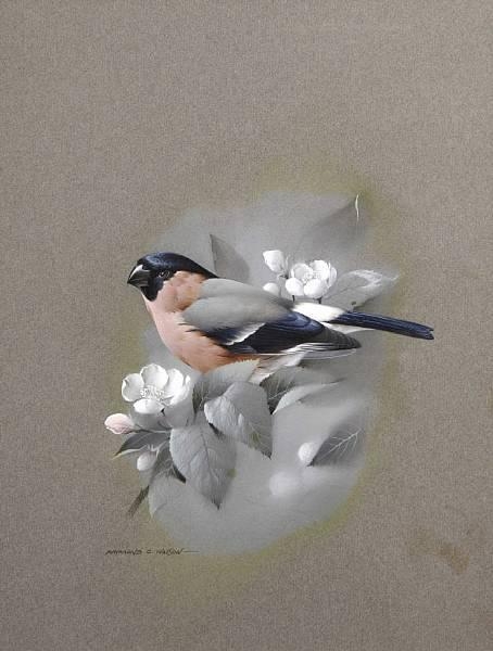 Raymond C. Watson | Bullfinch and apple blossom | MutualArt