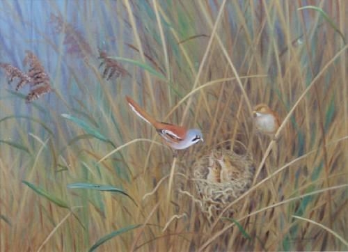 Richard Robjent | 2 works: A pair of bearded tits with young; Bearded ...