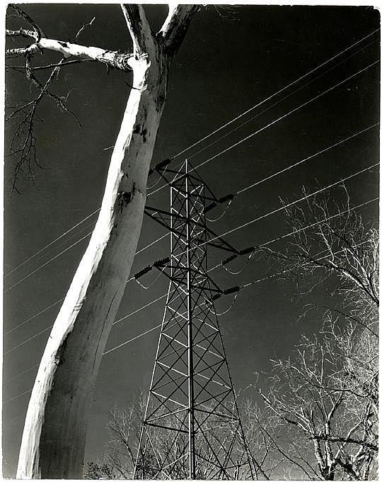 Edward Weston | STRIPPED TREE AND POWER-LINE TOWER, ALBION | MutualArt